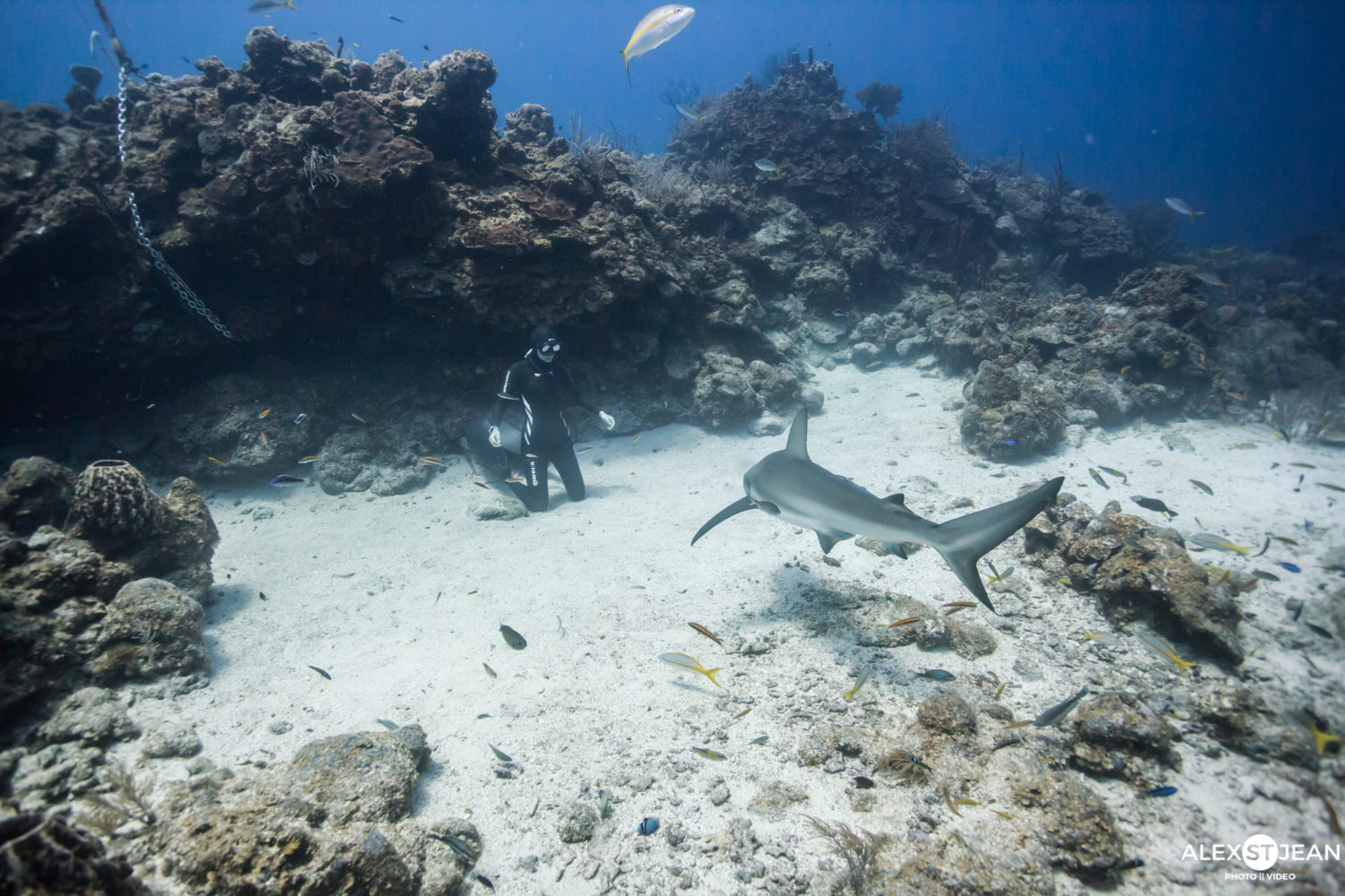 JAWS! – HELENA BOURDILLON